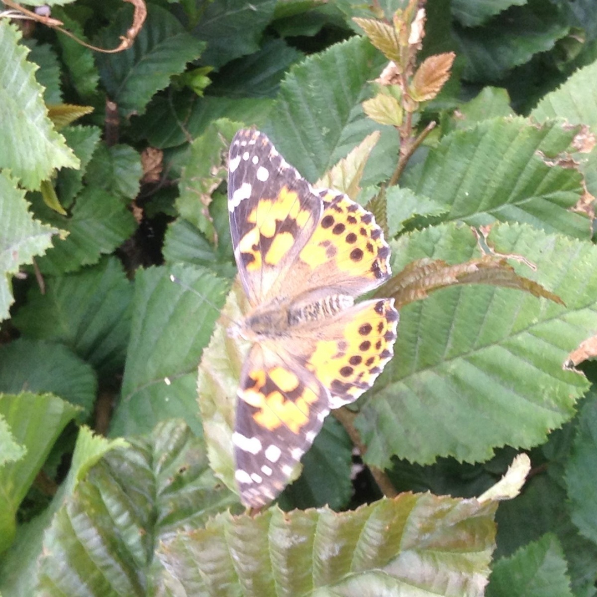 Roebuck Academy - Butterflies